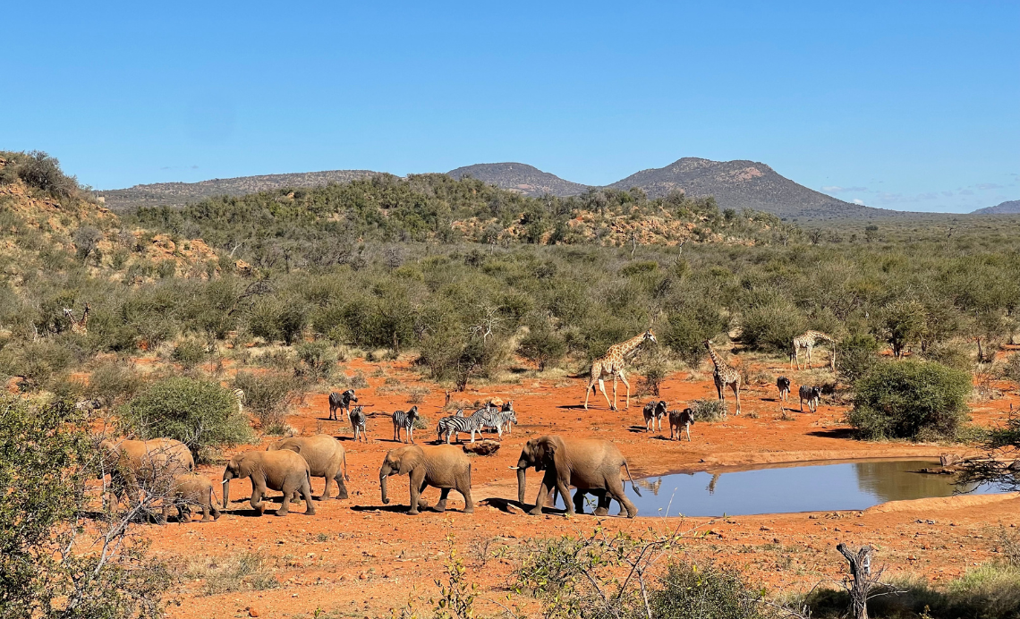 Helping rewild Madikwe, South Africa