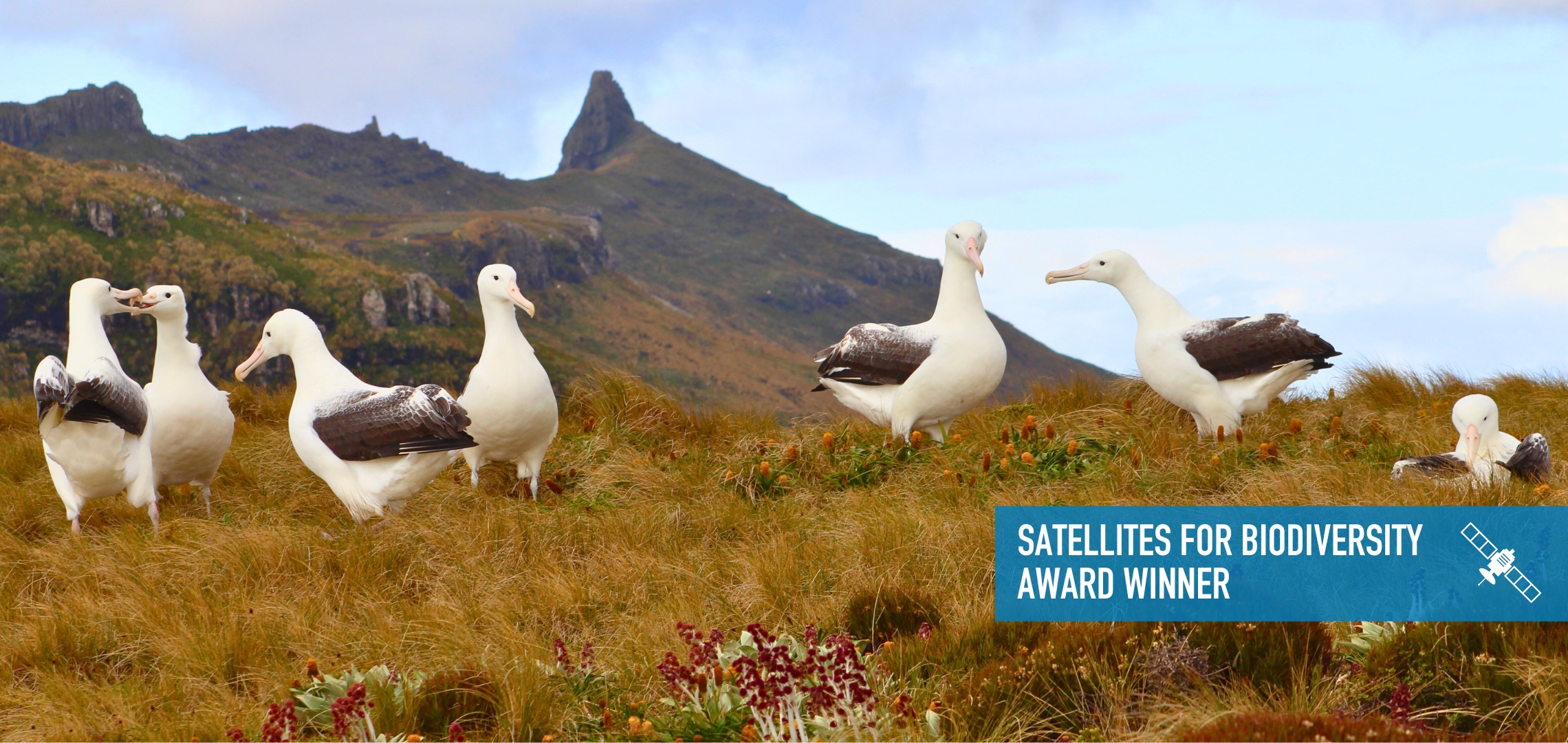 Southern Royal Albatross Conservation, Campbell Island, New Zealand