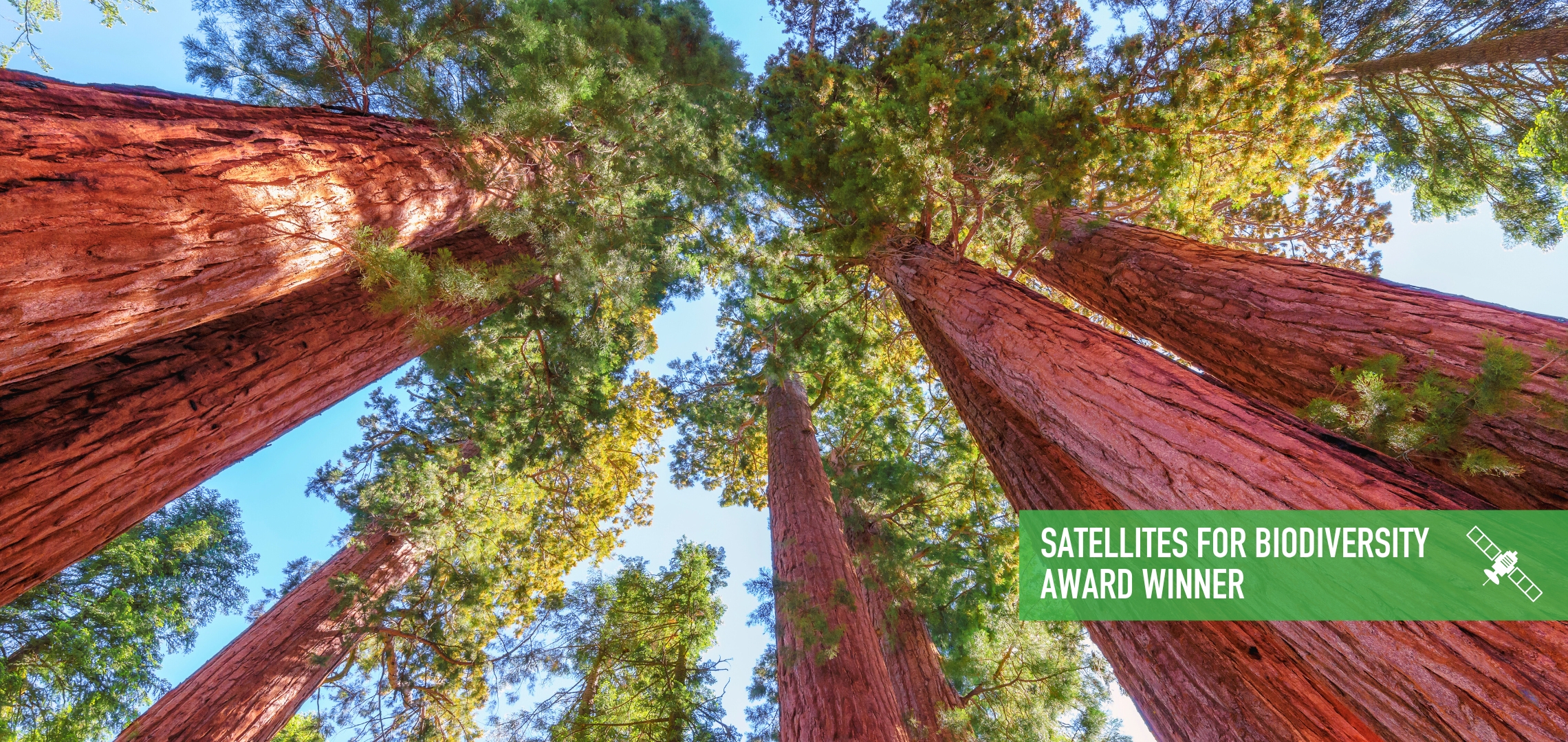 Defending Giant Sequoia Forests against Bark Beetles, Carlifornia, USA